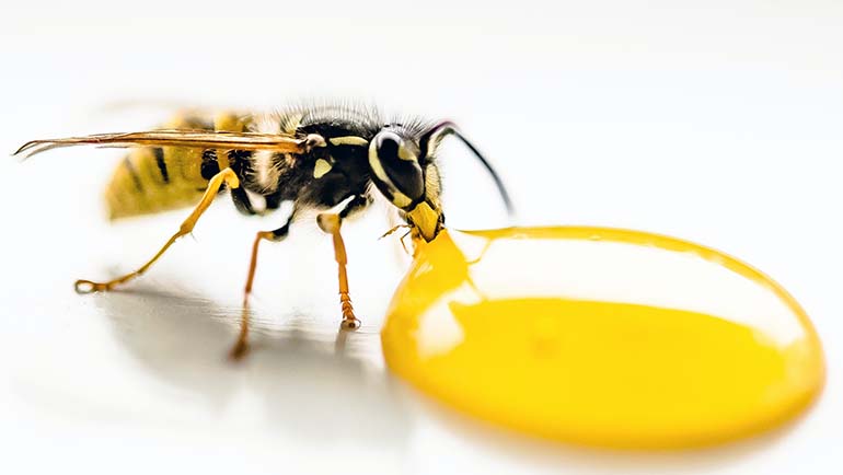 What do Wasps Eat? Brighton Colorado Pest Control Guide