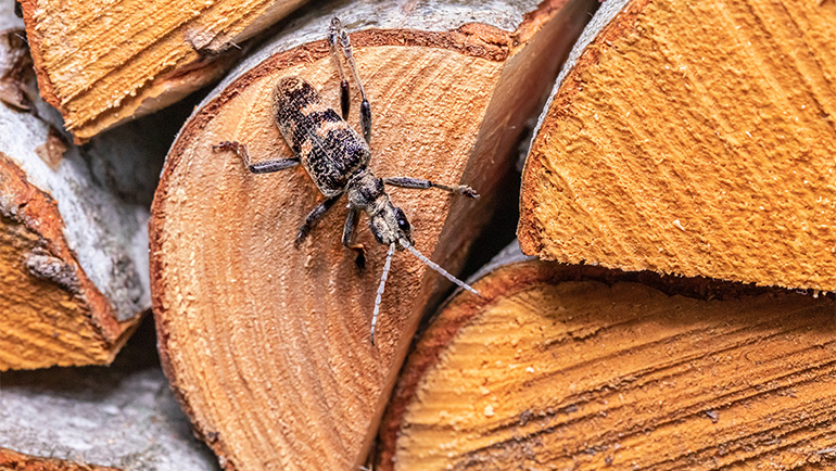 Why do Pests Come Inside in Fall and Winter? - Bee Smart Pest Control ...