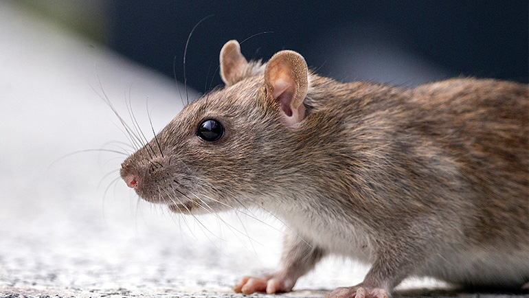 Understanding the Threats Rodents Pose and Effective Solutions by Bee ...