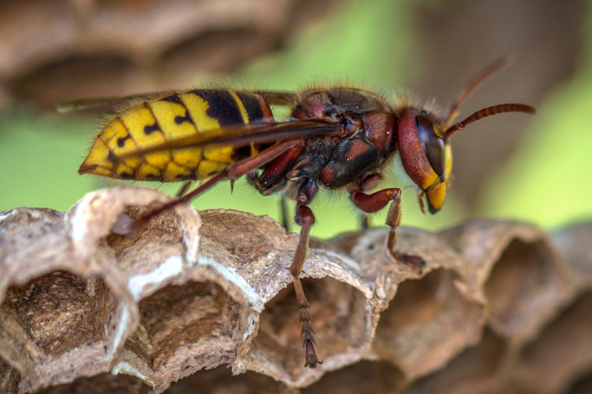 The Dangers Of Diy Wasp Nest Removal Getting Expert Guidance From Bee Smart Pest Control Bee